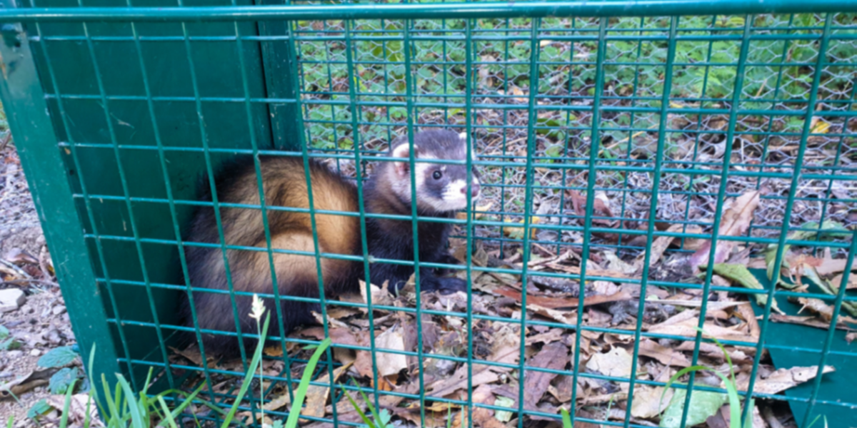 Did you know? One ferret can wipe out an entire kiwi neighbourhood ...