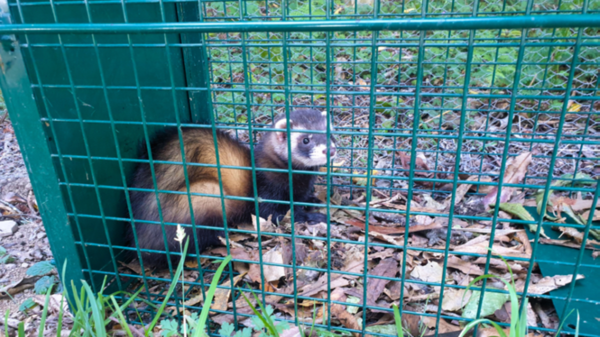 Did you know? One ferret can wipe out an entire kiwi neighbourhood ...
