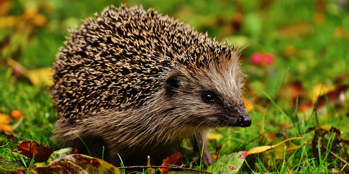 Why Hedgehogs Are a Pest in New Zealand, and What You Can Do About It ...