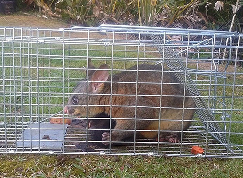 Possum Traps NZ | Humane Possum Traps — Pestgard Traps