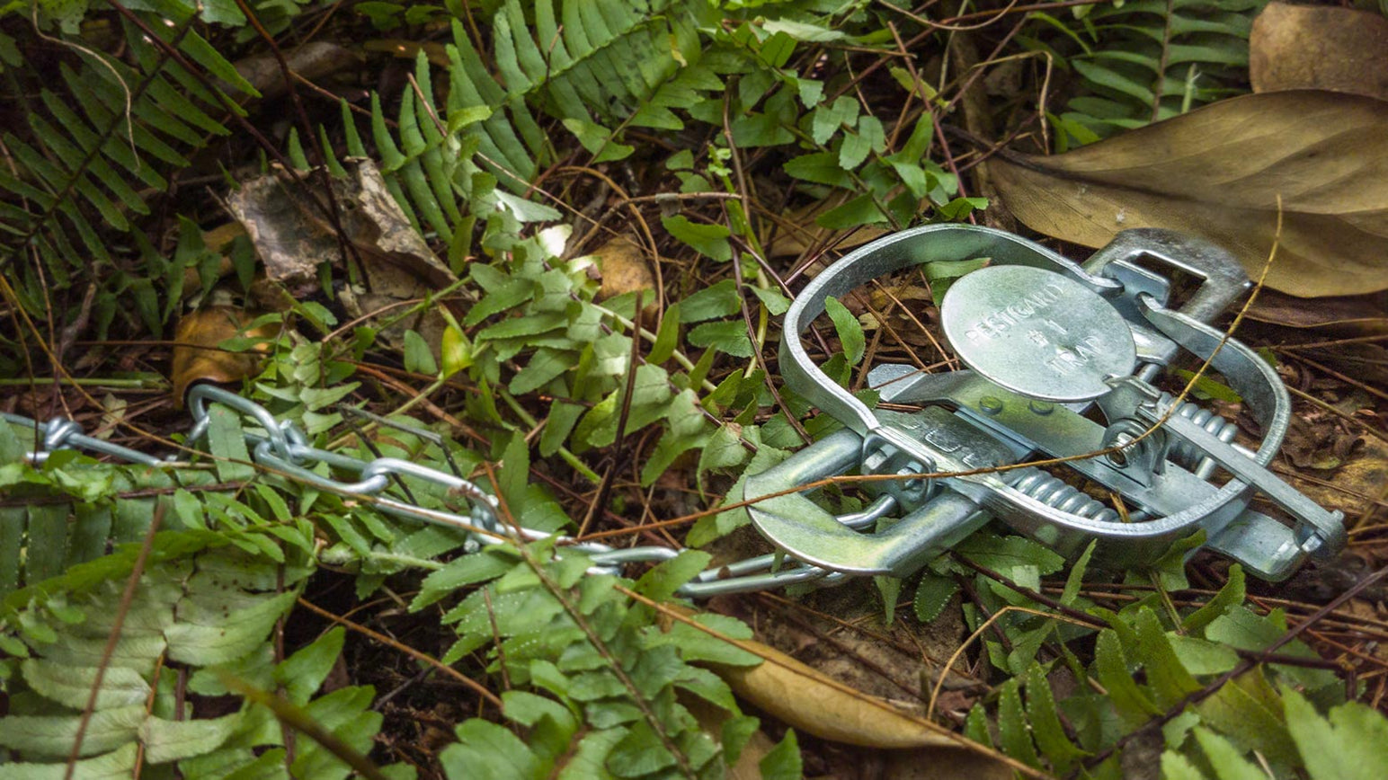 Pestgard Live Capture Traps — Pestgard Traps